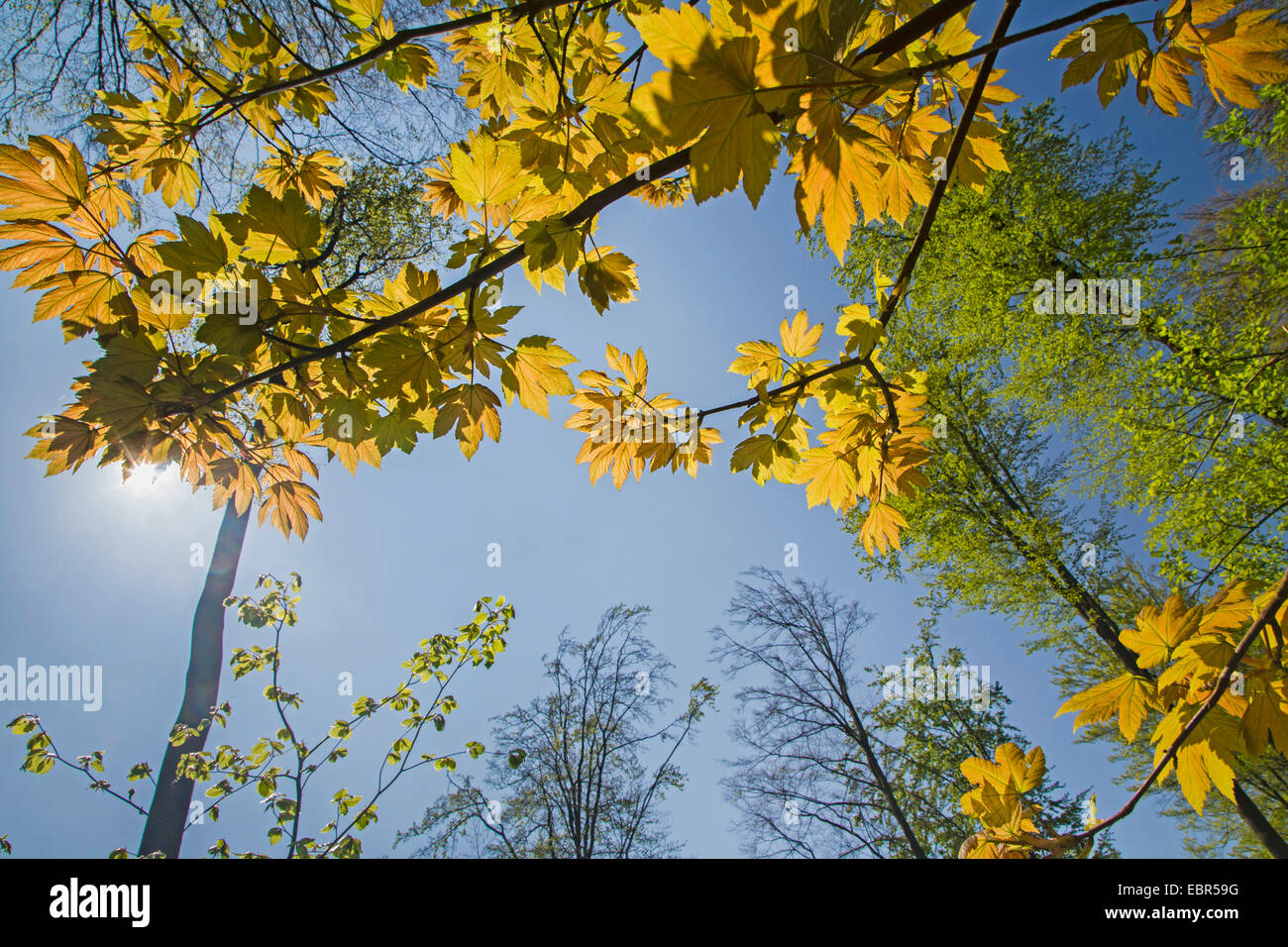 sycamore maple, great maple (Acer pseudoplatanus), twig with fresh ...