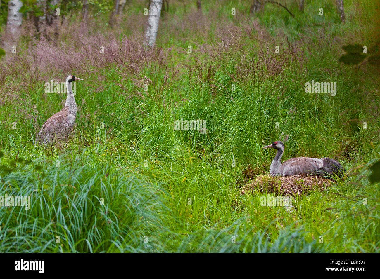 Common crane, Eurasian Crane (Grus grus), male breeding and female ...