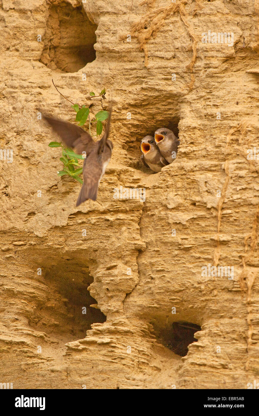 sand martin (Riparia riparia), in front of the breeding cave with ...
