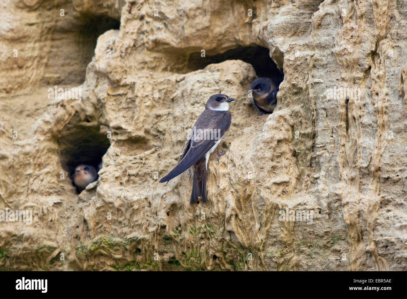 sand martin (Riparia riparia), in front of the breeding cave wth ...