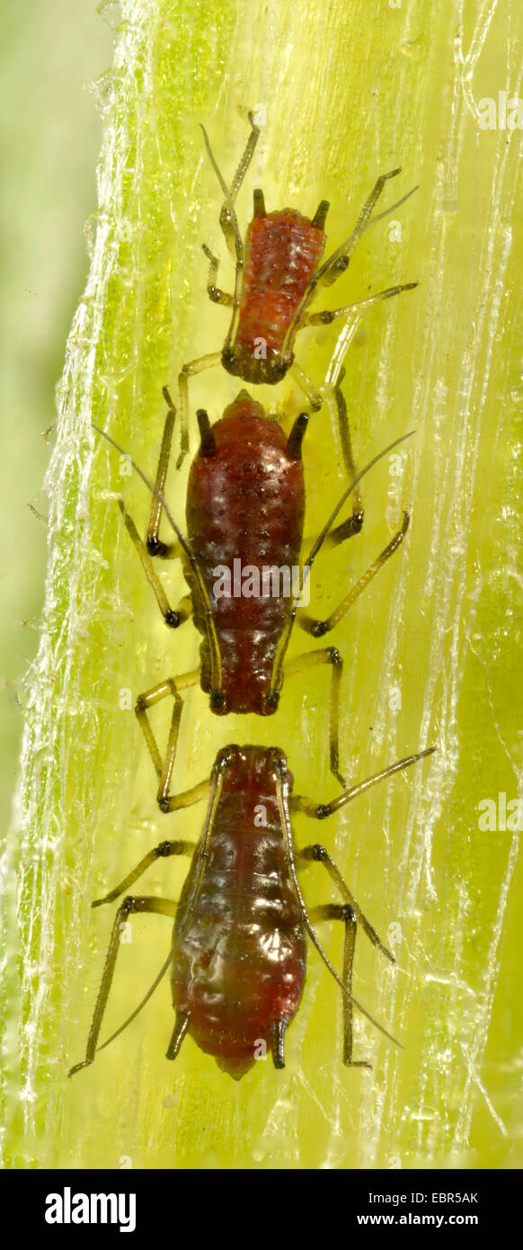 Three lice on a hi-res stock photography and images - Alamy