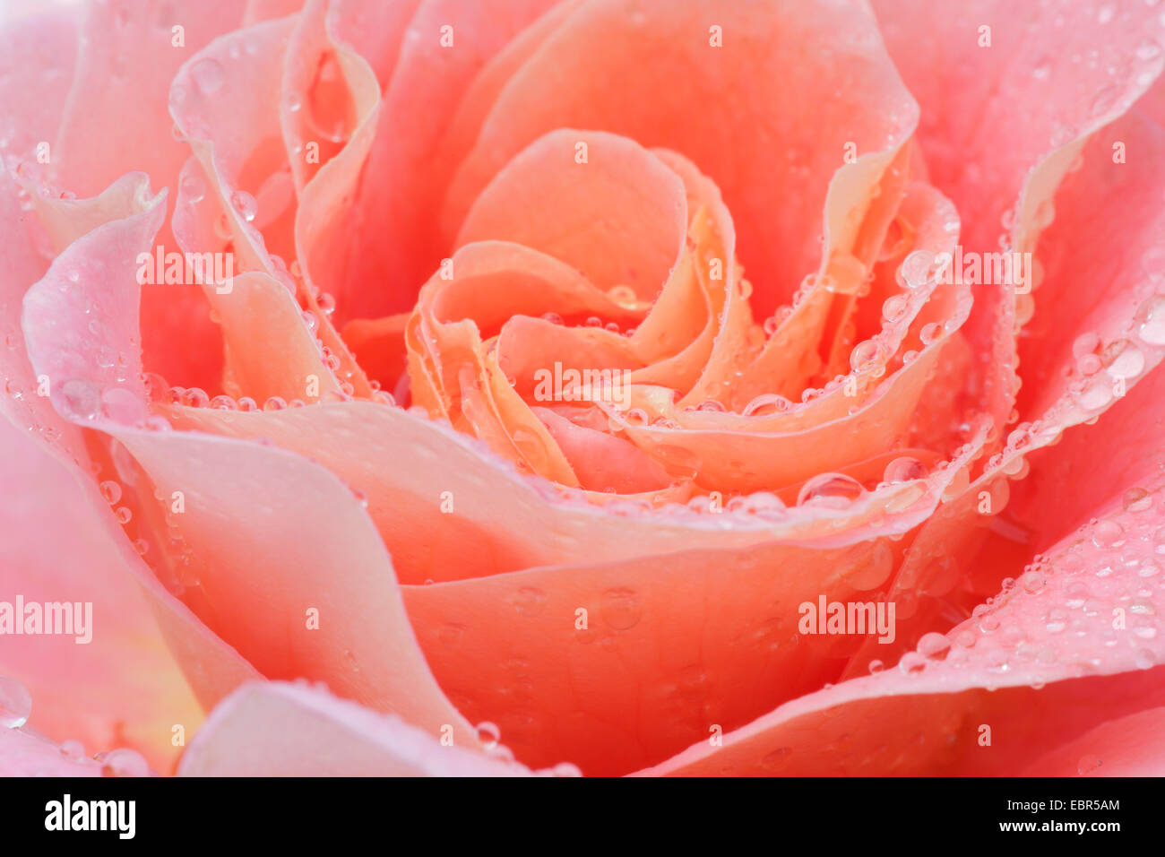 ornamental rose (Rosa spec.), salmon rose bloom Stock Photo - Alamy