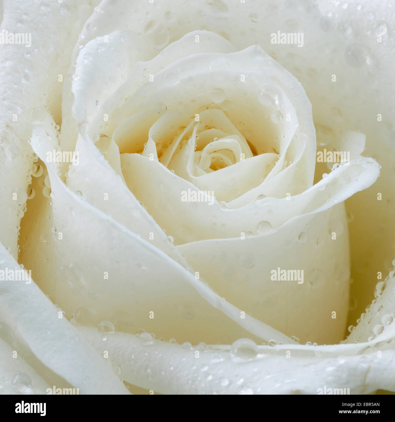 ornamental rose (Rosa spec.), white rose bloom Stock Photo - Alamy
