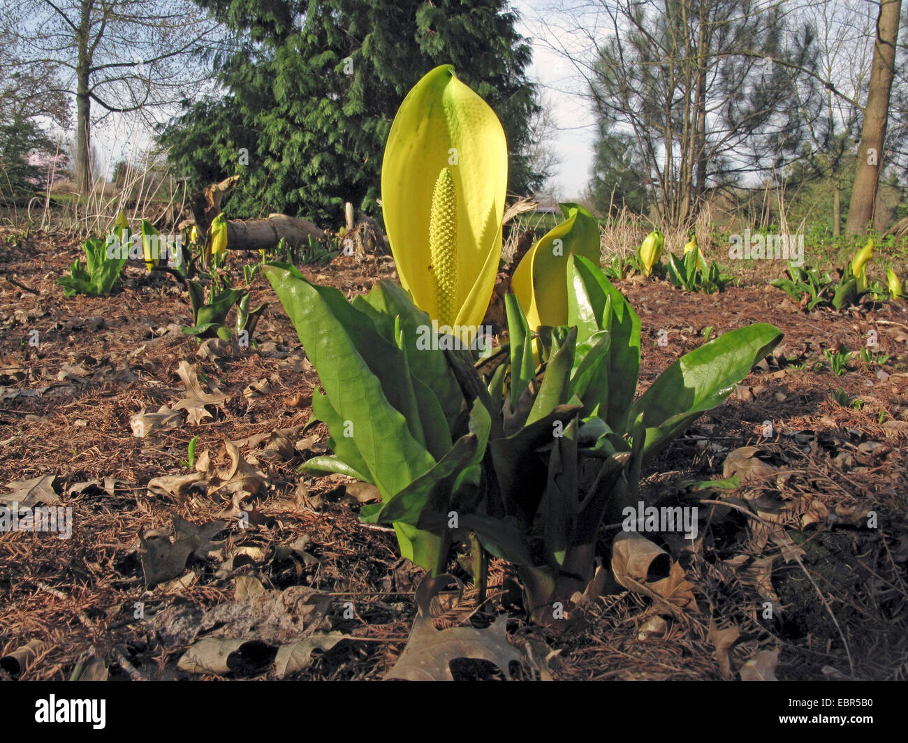 skunk cabbage, swamp lantern, yellow arum, yellow skunk cabbage ...