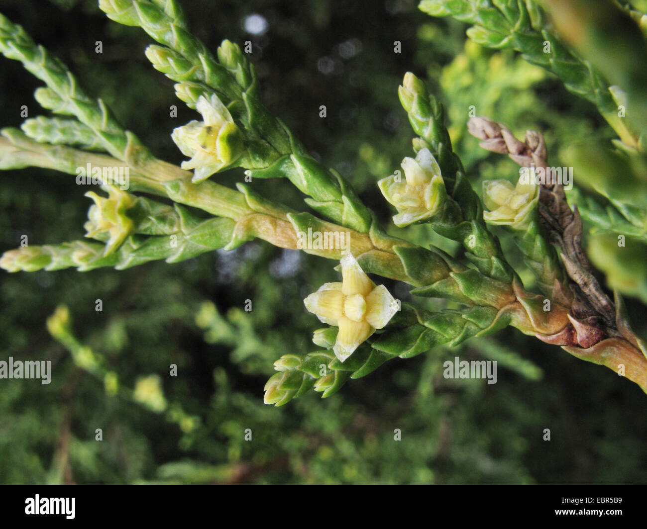 Leyland cypress cone High Resolution Stock Photography and Images - Alamy