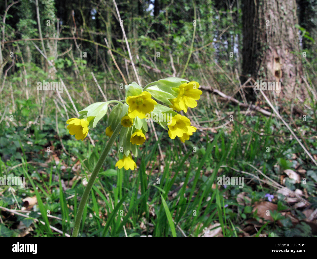 cowslip primrose (Primula veris), blooming in a forest, Germany, Lower ...