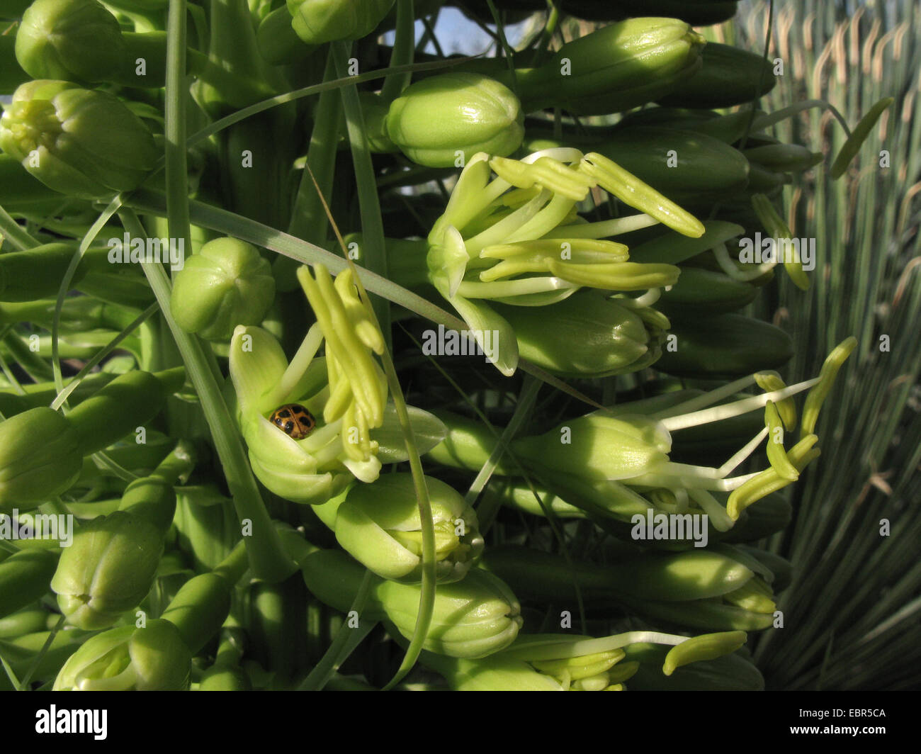 foxtail agave, spineless century plant (Agave attenuata), flowers Stock ...
