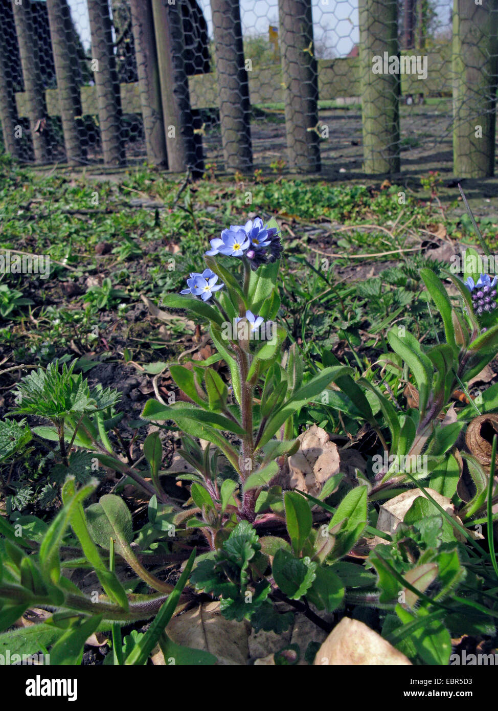 wood forget-me-not, woodland forget-me-not (Myosotis sylvatica ...