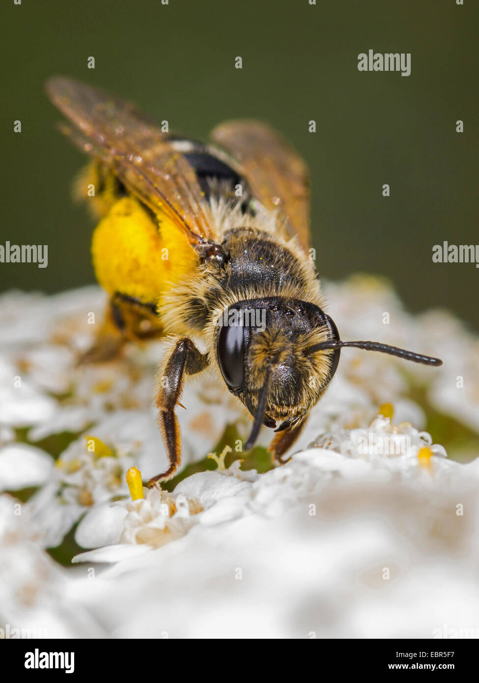 Yellow-legged Mining-bee (Andrena flavipes), female foraging on common ...
