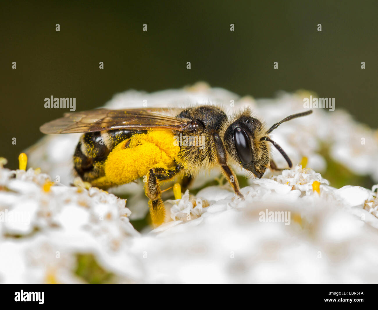 Yellow-legged Mining-bee (Andrena flavipes), female foraging on common ...