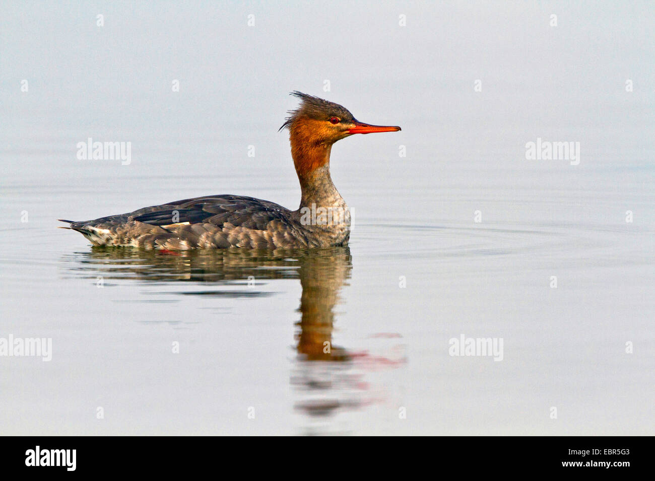 red-breasted merganser (Mergus serrator), female in water, Germany ...