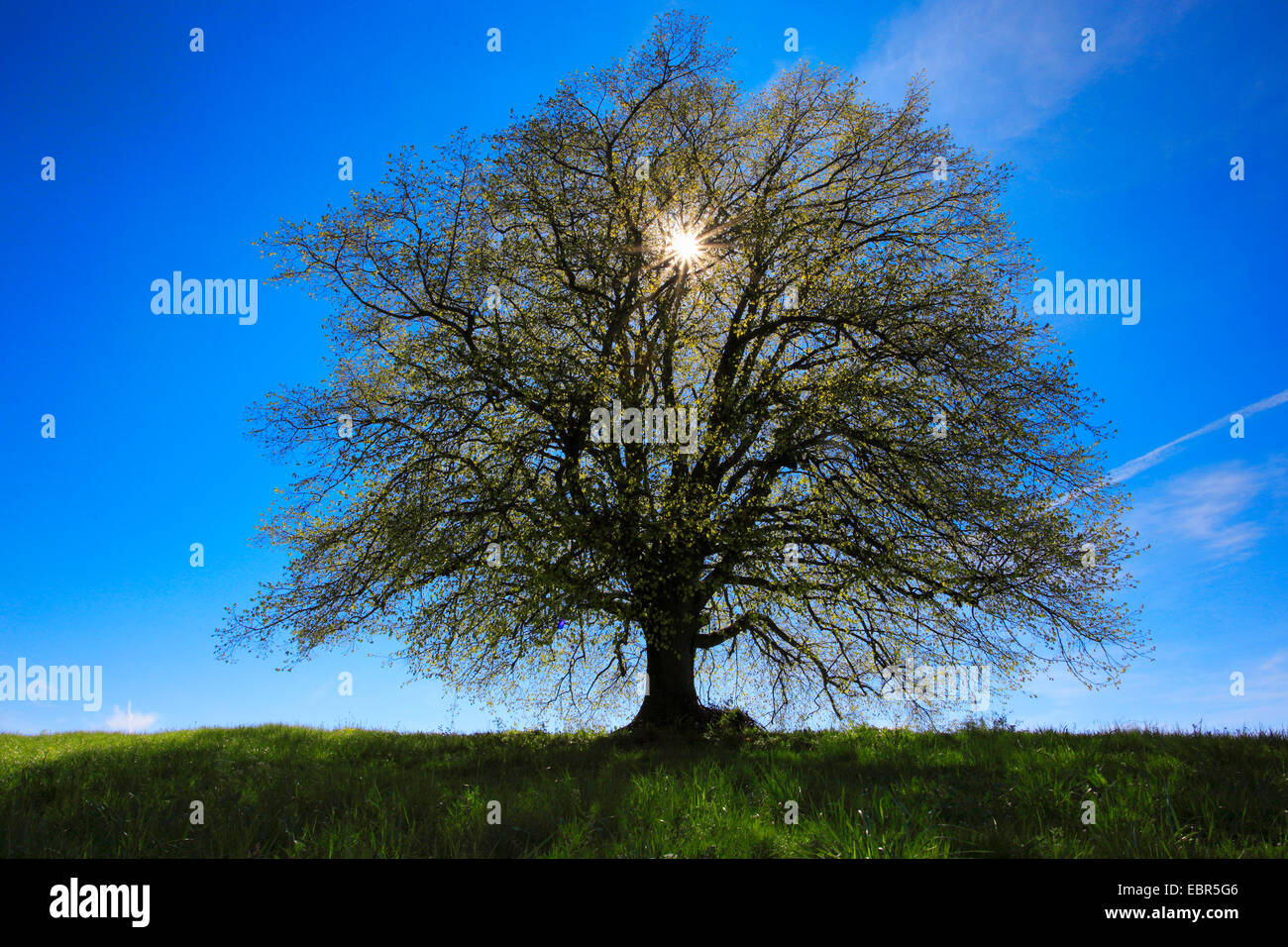 basswood, linden, lime tree (Tilia spec.), free-standing lime tree ...