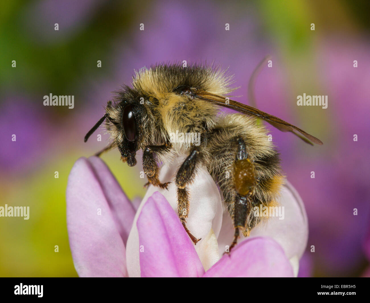 Shrill carder bee hi-res stock photography and images - Alamy