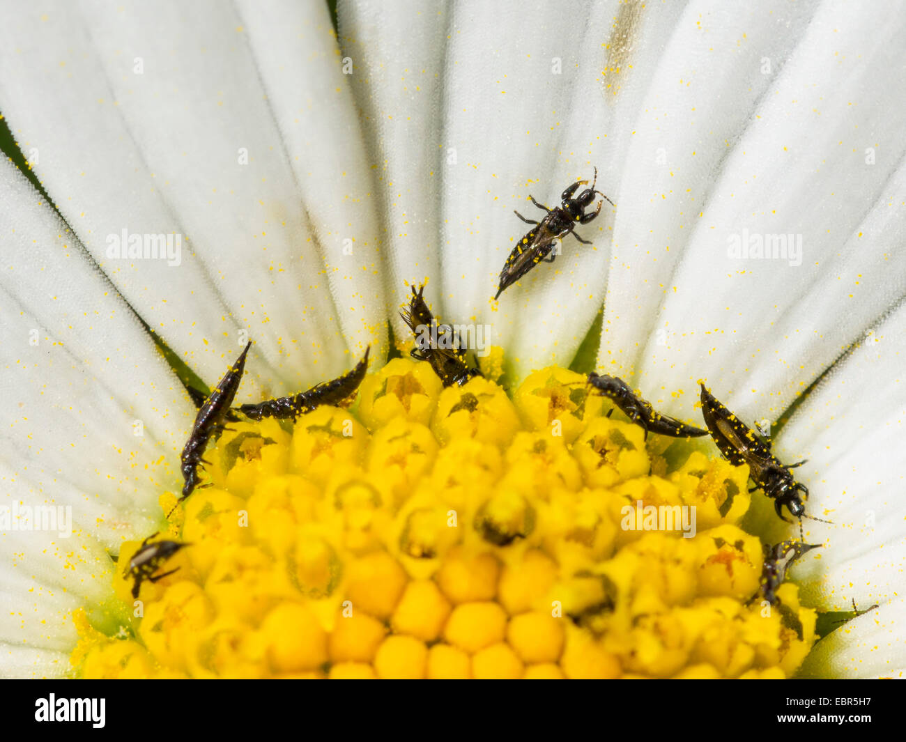 Thrips (Suocerathrips lingus), on ox-eye daisy flower (Leucanthemum ...