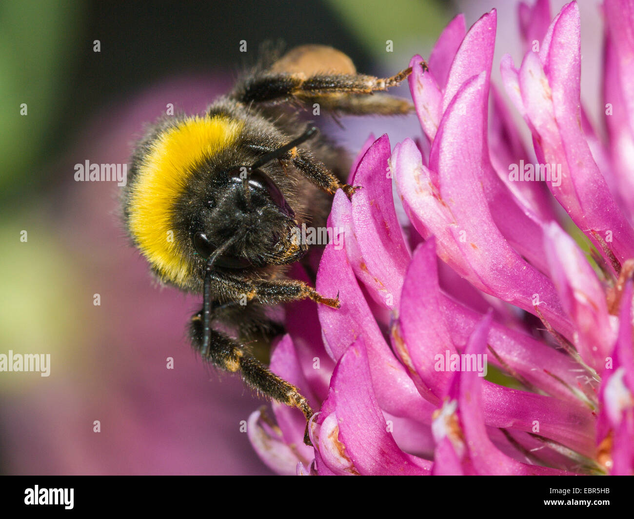 Red Clover Bee High Resolution Stock Photography and Images - Alamy