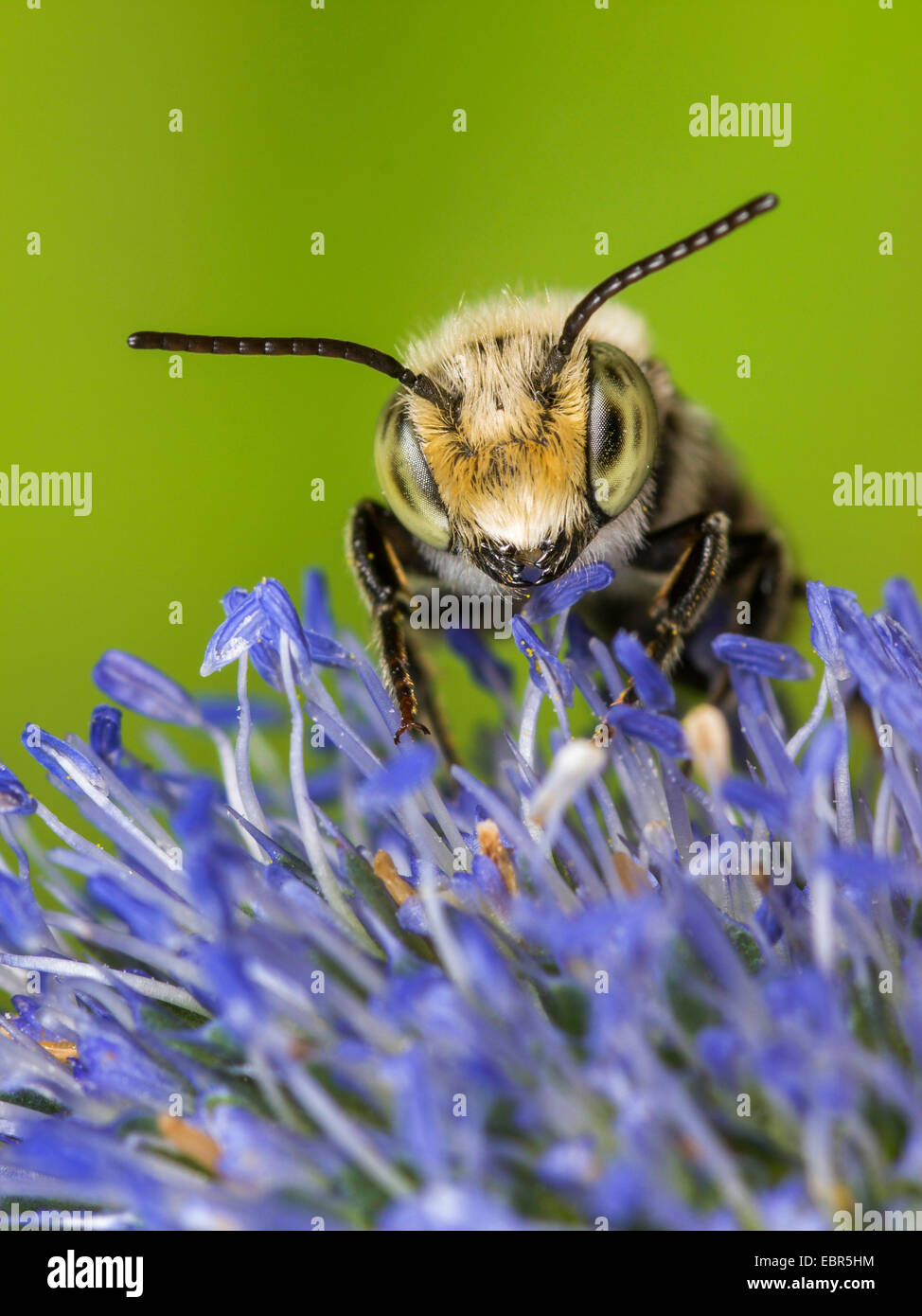 alfalfa leafcutter bee (Megachile rotundata), male on Eryngium planum ...