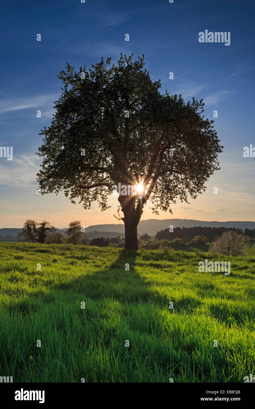 common pear (Pyrus communis), flowering tree in spring, Switzerland ...
