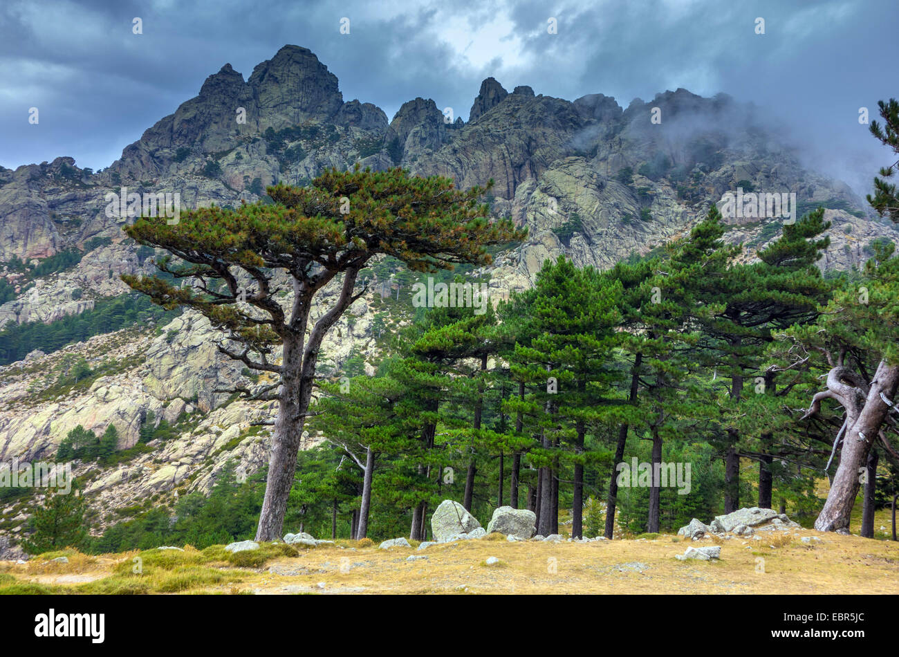 Granite mountains and Corsican pine Col de Bavella, Corsica, France ...