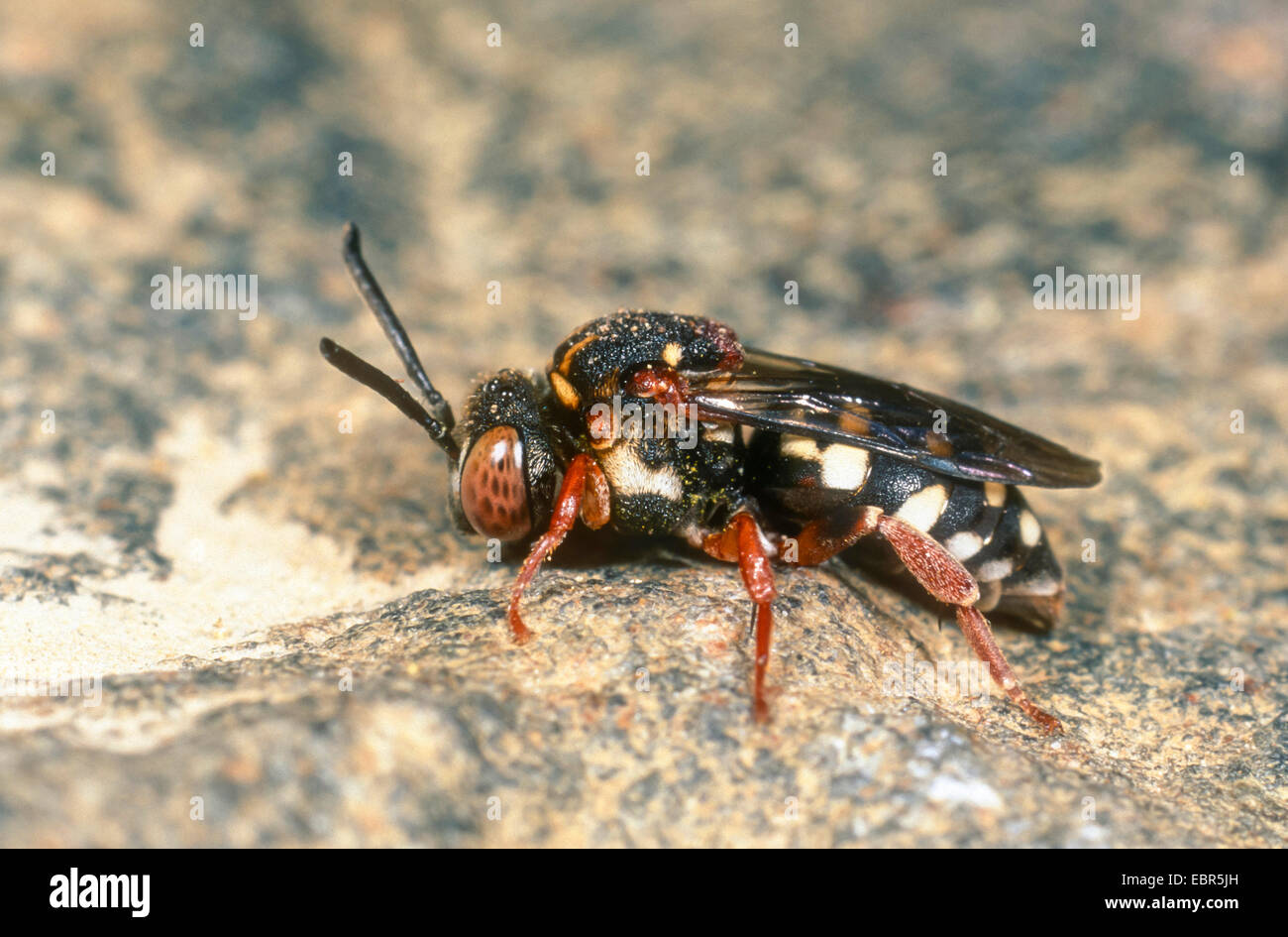 Epeolus variegatus (Epeolus variegatus), female sitting on a stone ...