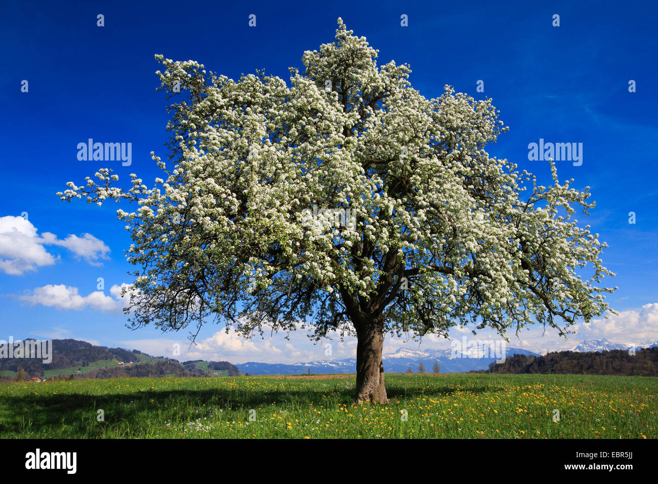 Apple tree flowering hi-res stock photography and images - Alamy