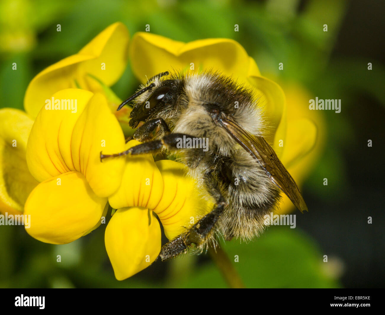 Knapweed carder bee, Shrill carder bee (Bombus sylvarum), worker ...