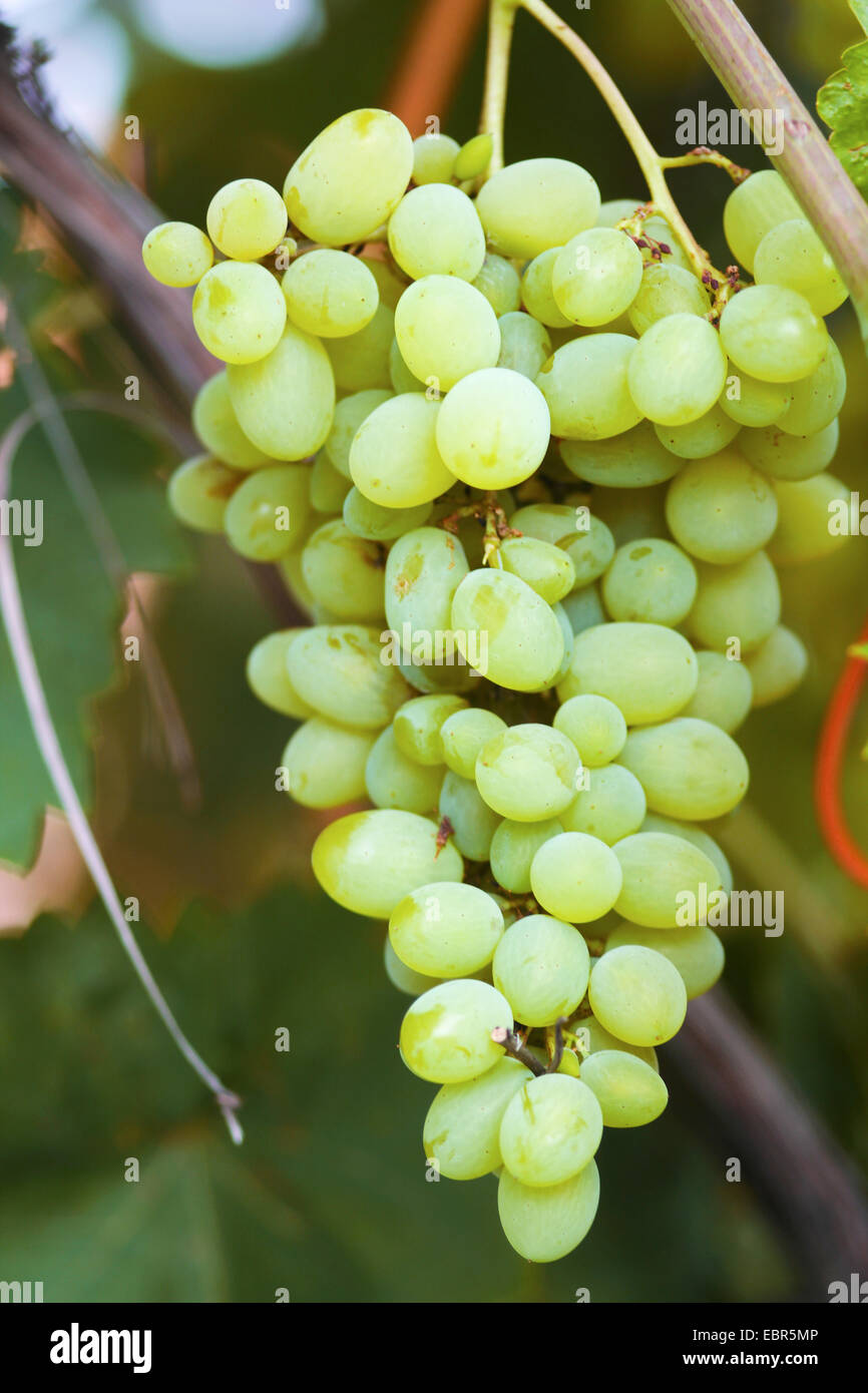 grapes and green leaves of vine Stock Photo - Alamy