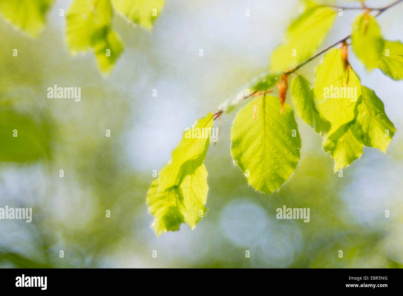 common beech (Fagus sylvatica), twig with young leaves and dew drops ...