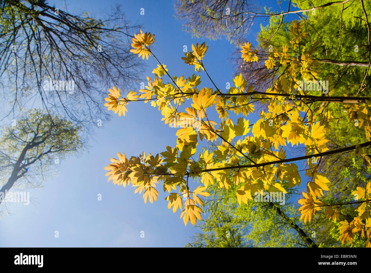 sycamore maple, great maple (Acer pseudoplatanus), twig with fresh ...