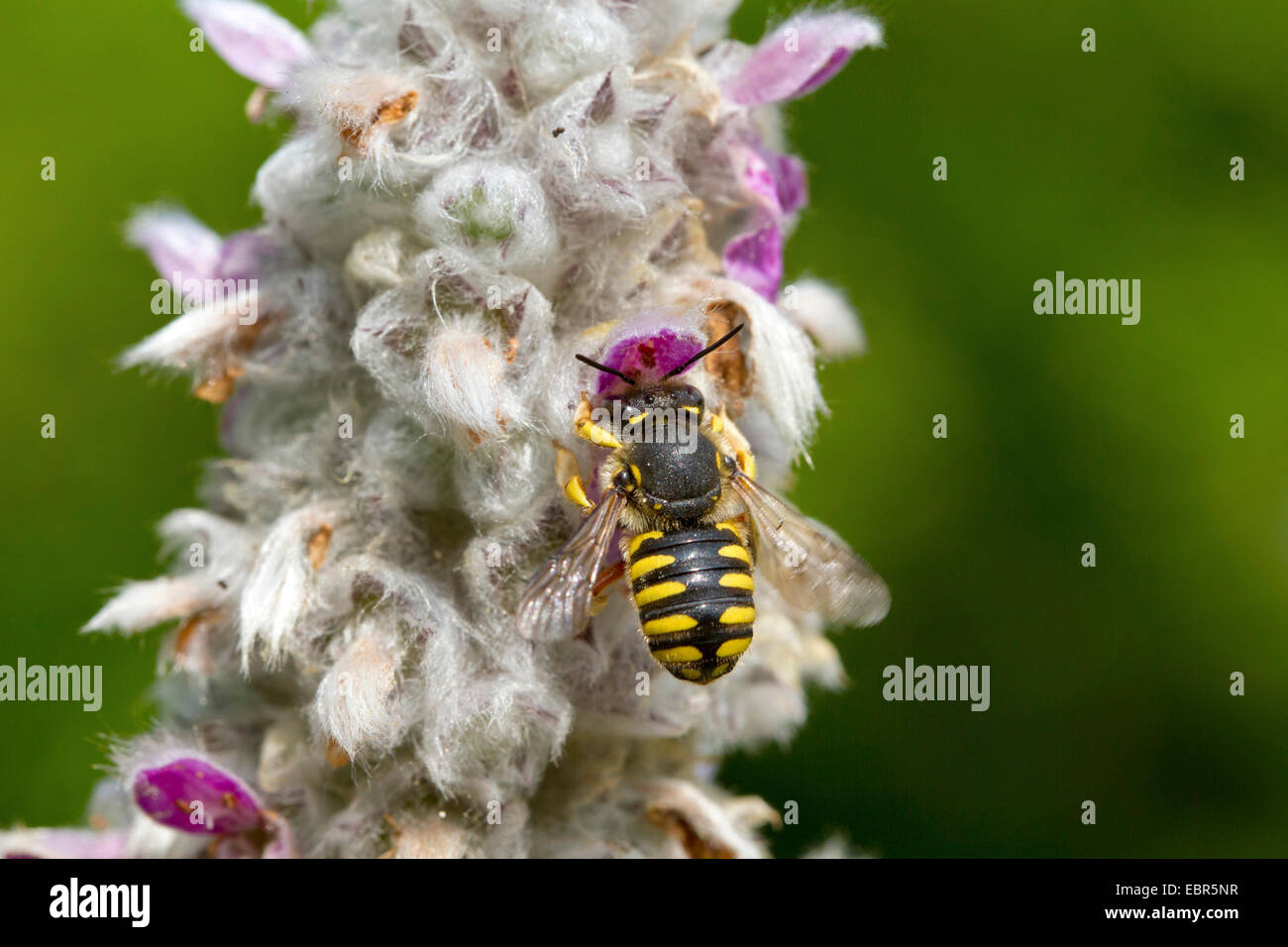 wool carder bee (Anthidium manicatum), female at Stachys byzantina ...