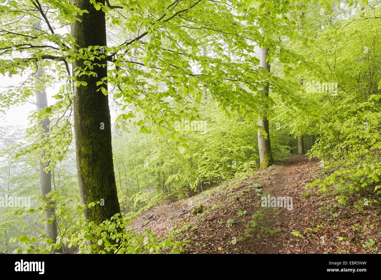 Southern european beech forests hi-res stock photography and images - Alamy