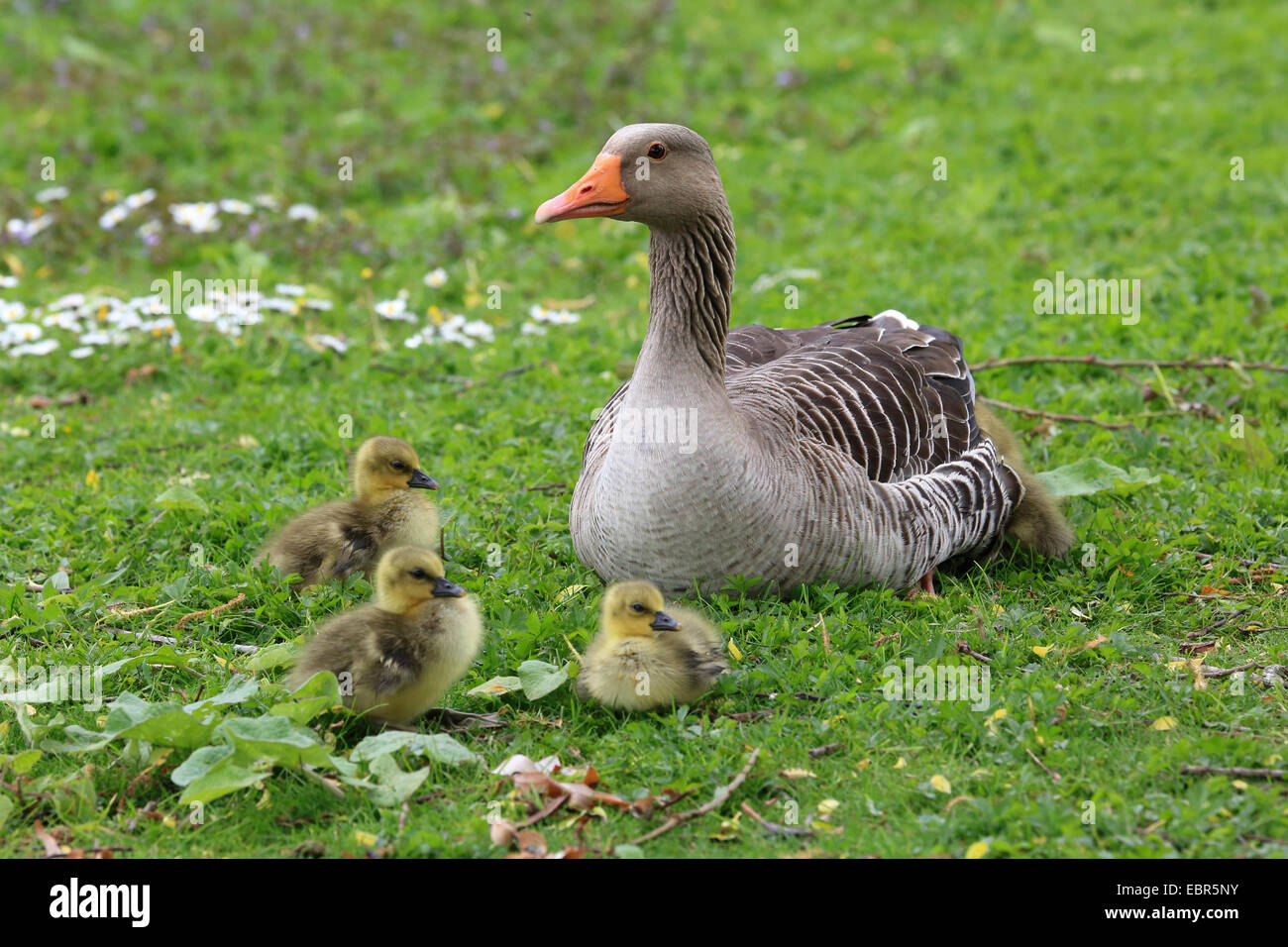 greylag goose (Anser anser), with her goose chicks in a meadow, Germany ...