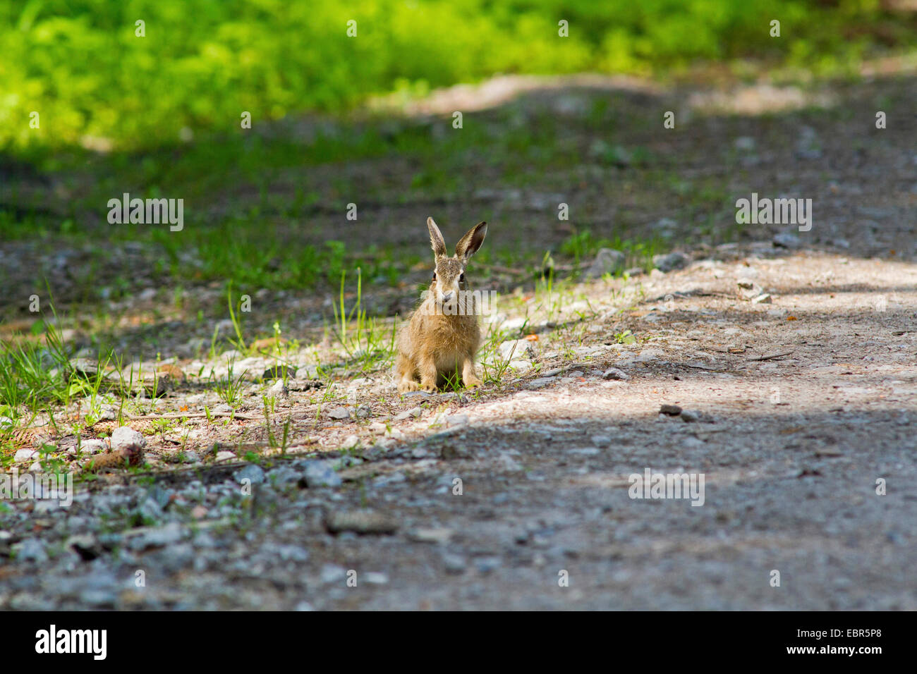European hare, Brown hare (Lepus europaeus), little hare sitting on a ...