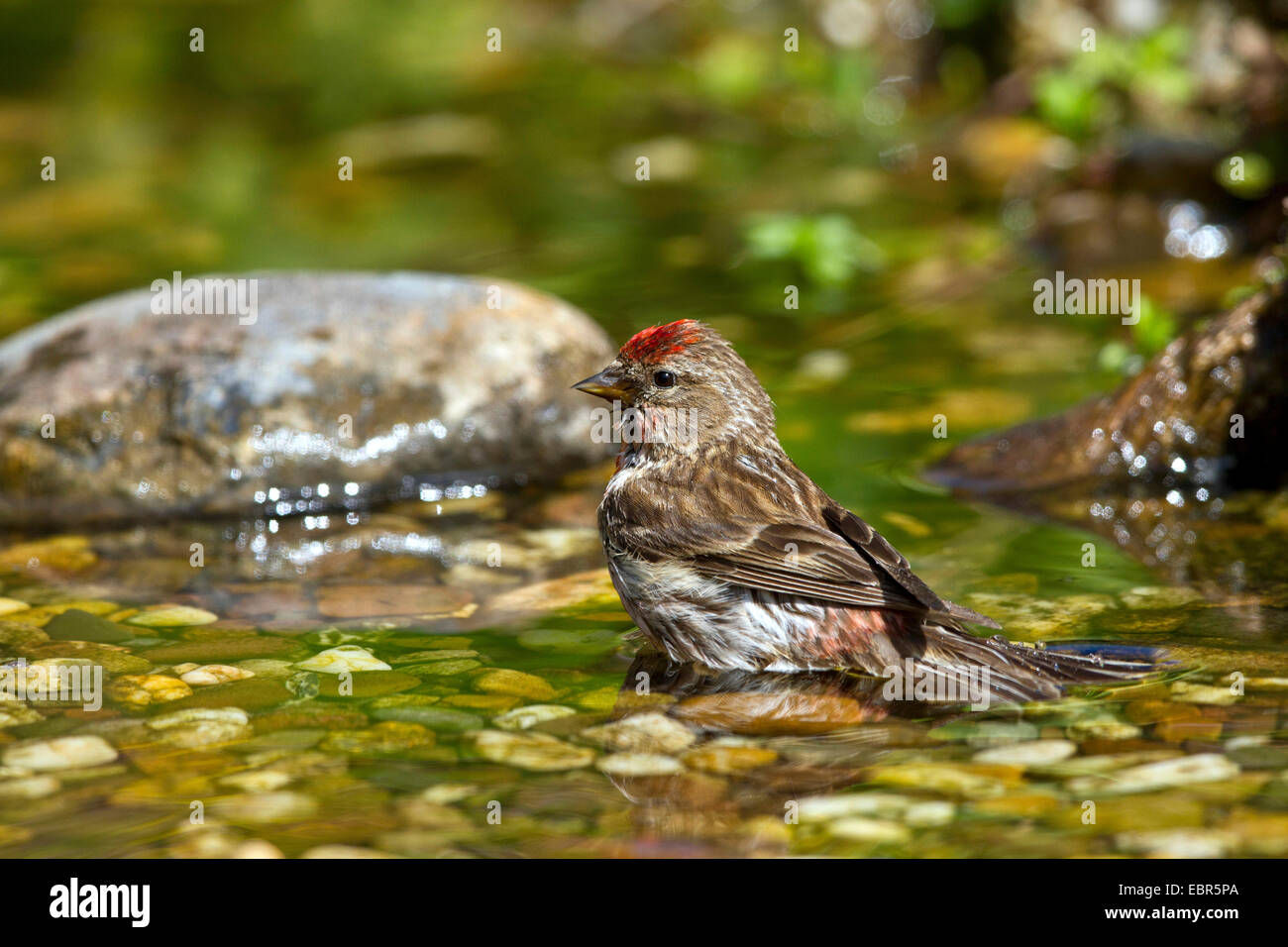 redpoll, common redpoll (Carduelis flammea, Acanthis flammea), male ...