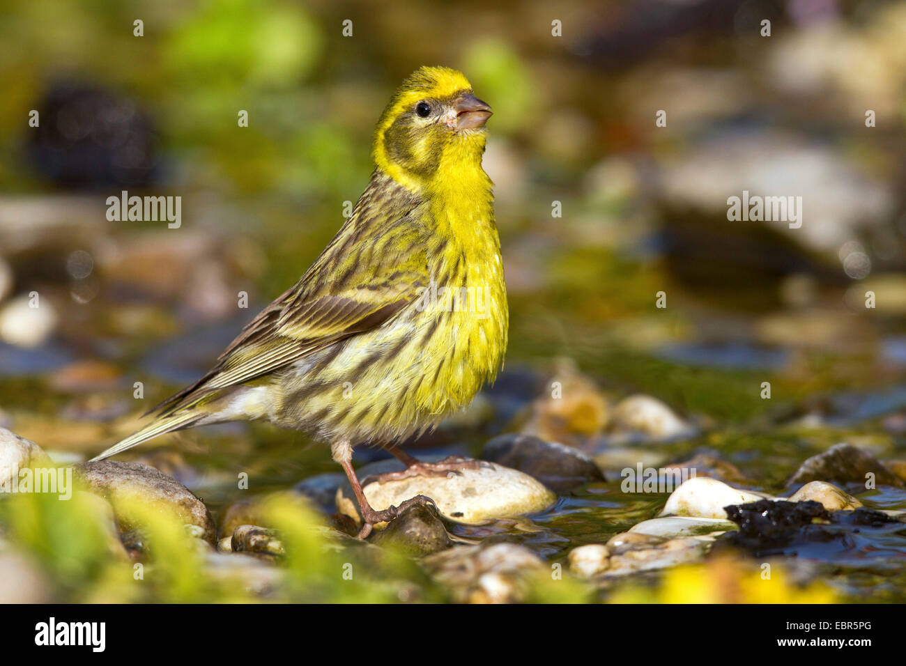 European serin (Serinus serinus), male drinking at a creek, Germany ...