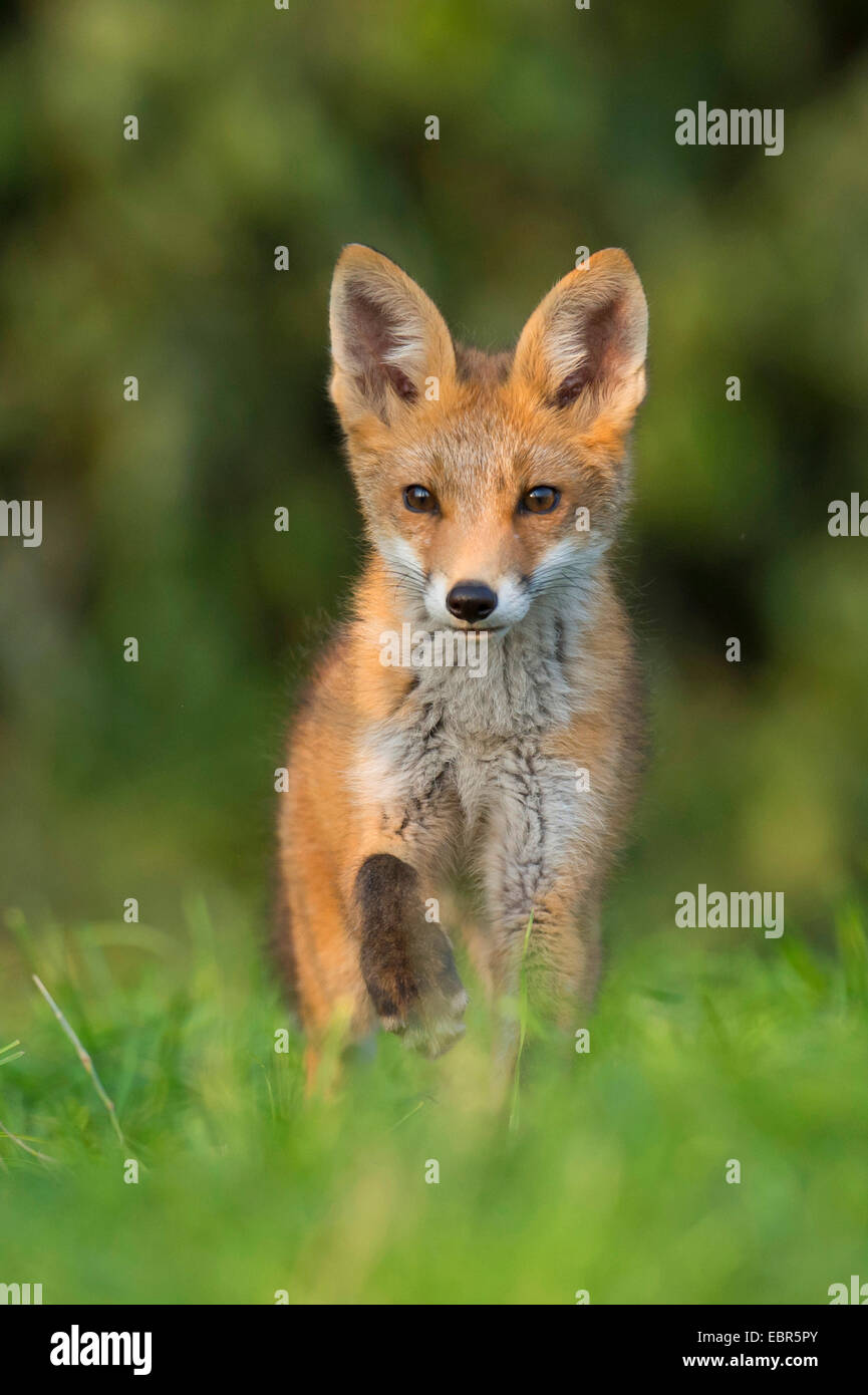 red fox (Vulpes vulpes), young fox lifting one paw, Germany, Lower ...