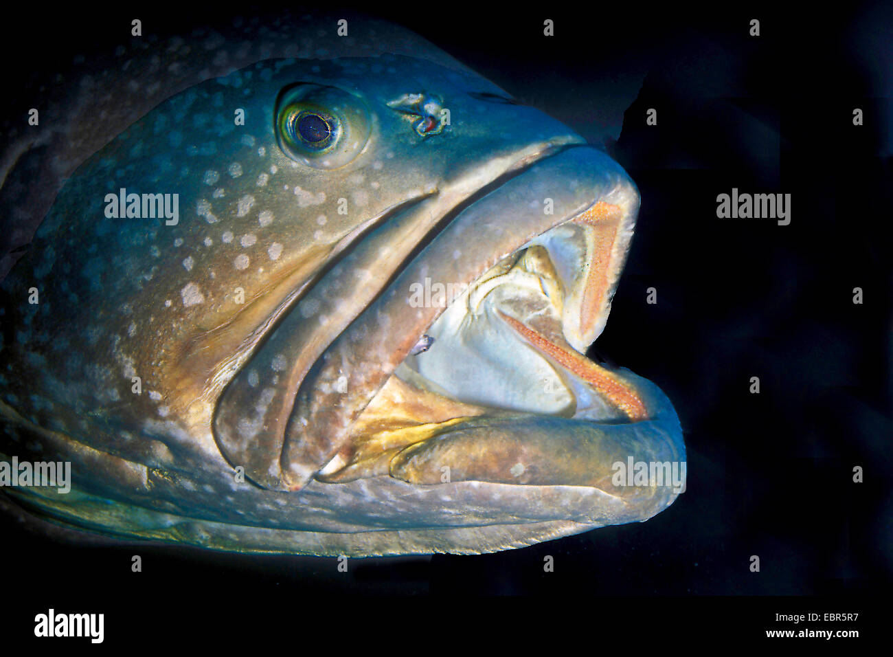 Closeup of grouper mouth hi-res stock photography and images - Alamy