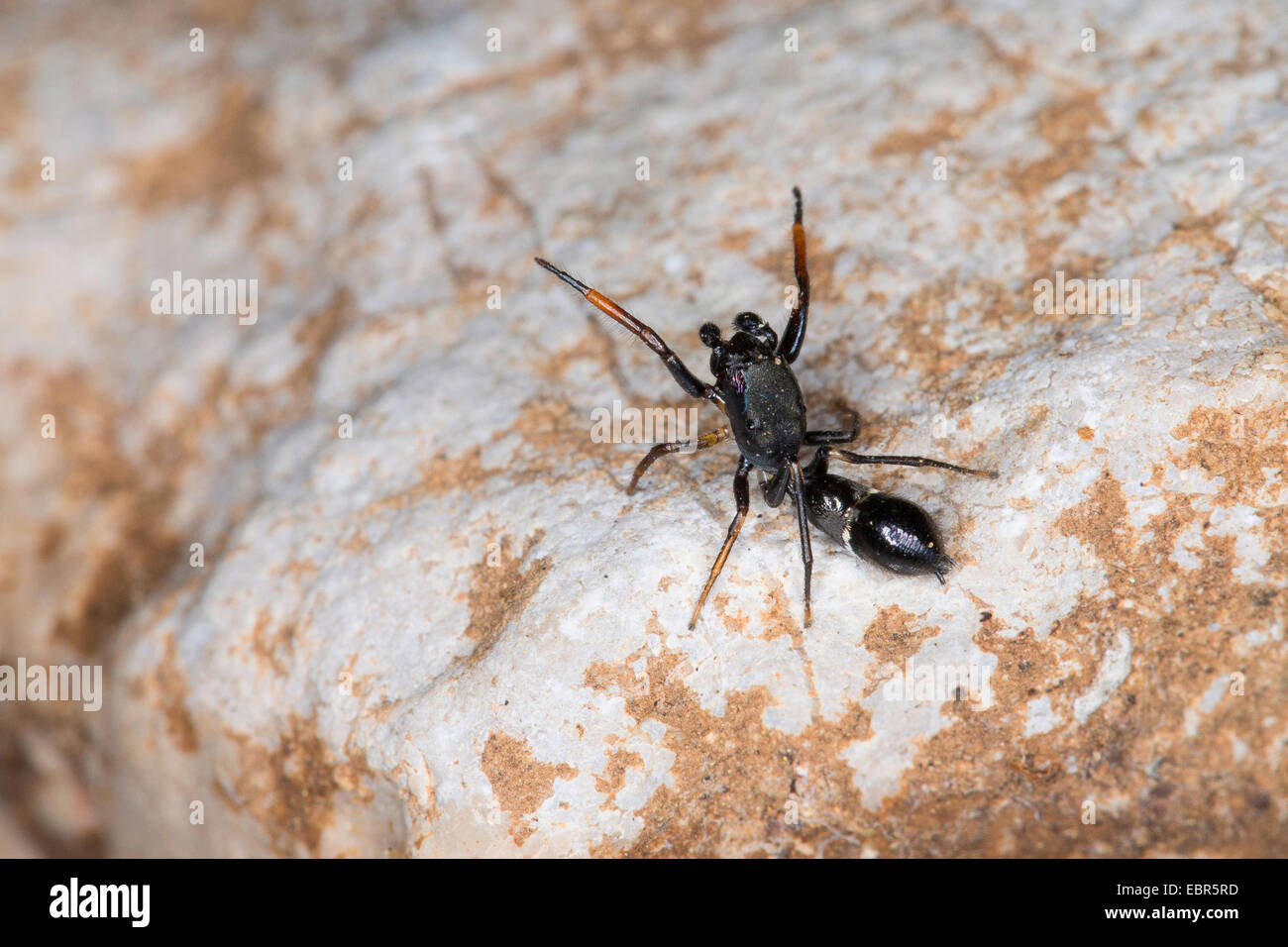 Jumping spider (Leptorchestes berolinensis), on a stone, Germany Stock ...