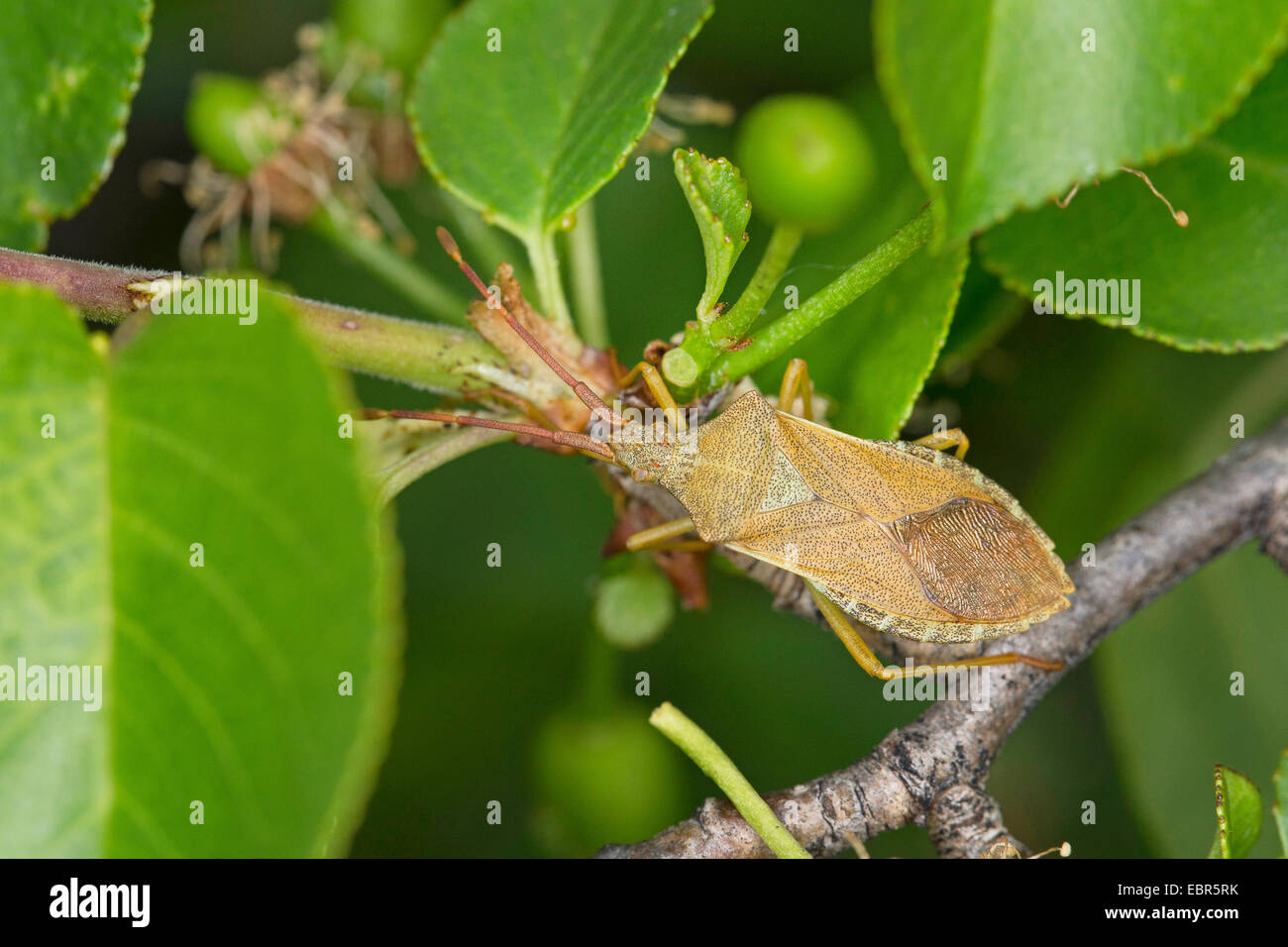 Box bug hi-res stock photography and images - Alamy