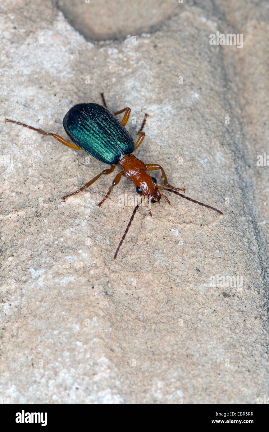 Bombardier beetle hi-res stock photography and images - Alamy