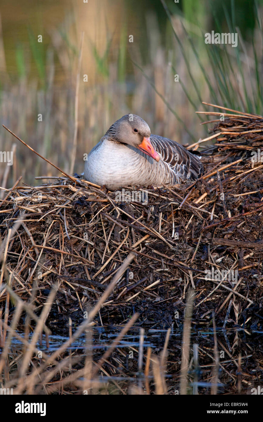 greylag goose (Anser anser), on the nest breeding, Germany, North Rhine ...