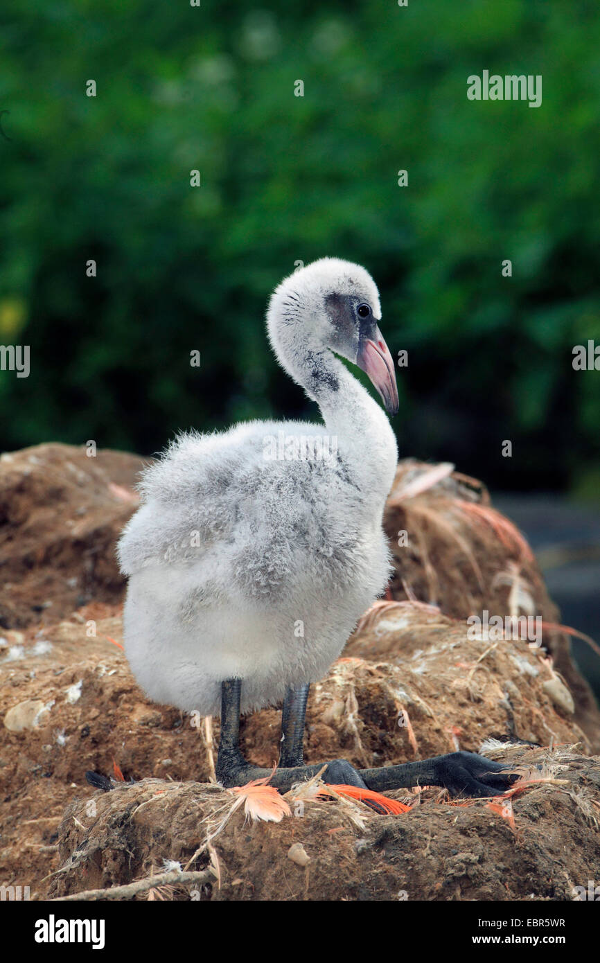 Flamingo breeding ground hi-res stock photography and images - Alamy