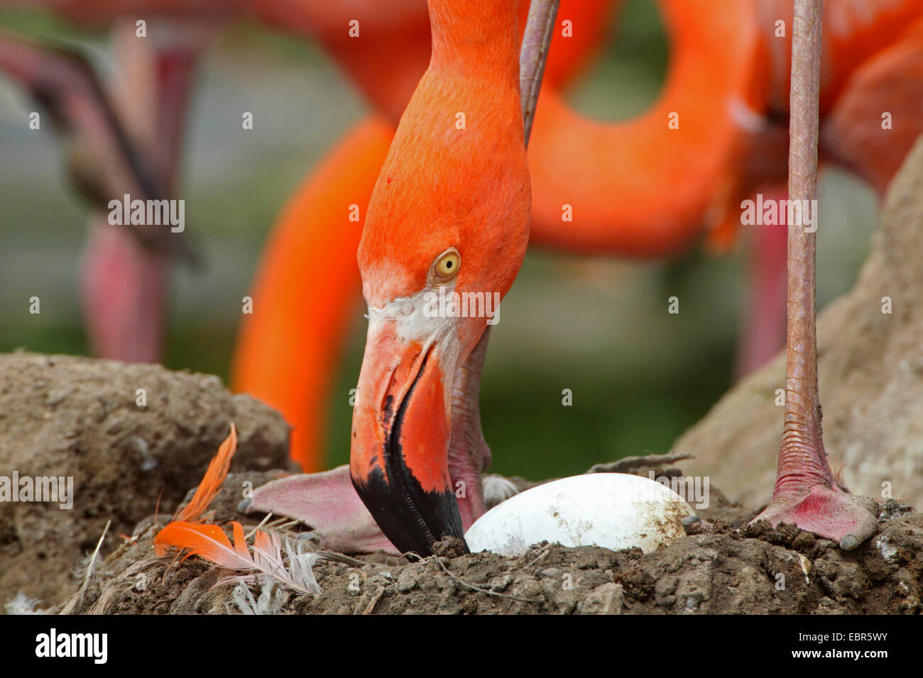 Caribbean flamingo nest hi-res stock photography and images - Alamy