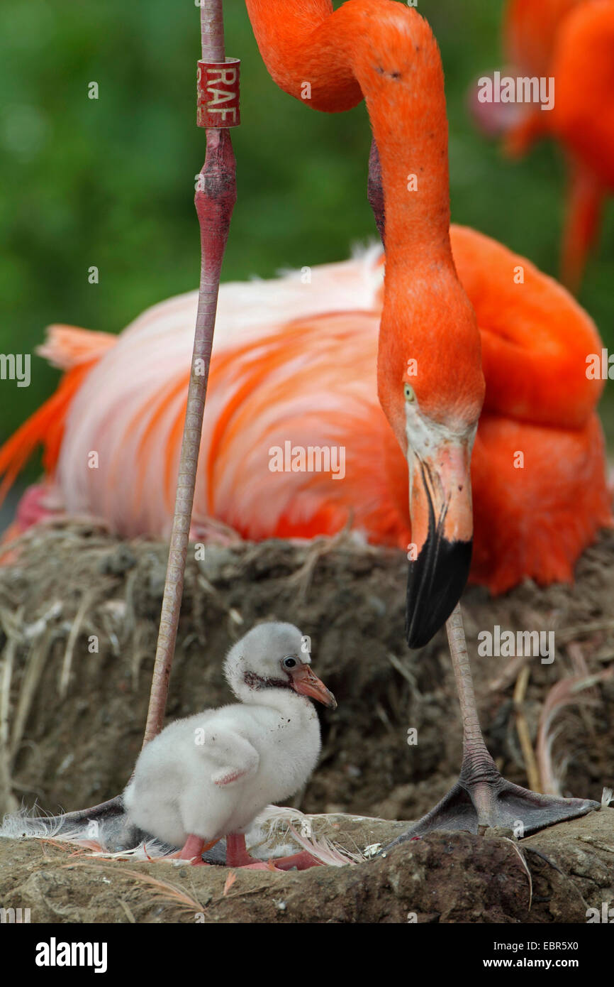 Greater flamingo, American flamingo, Caribbean Flamingo (Phoenicopterus ...