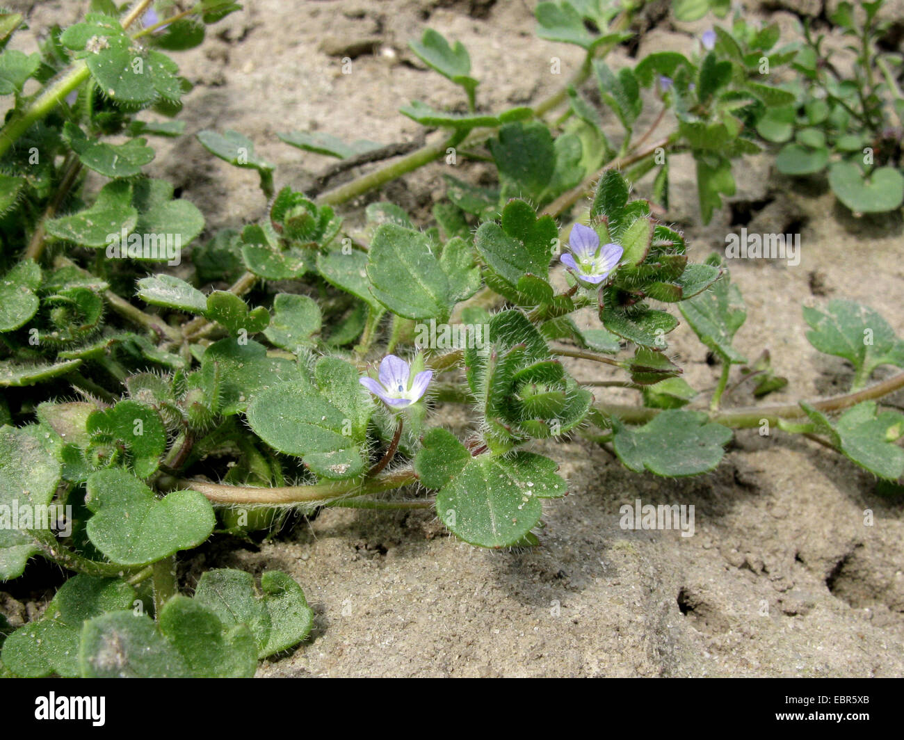ivy-leaf speedwell (Veronica hederifolia), blooming, Germany, Lower ...