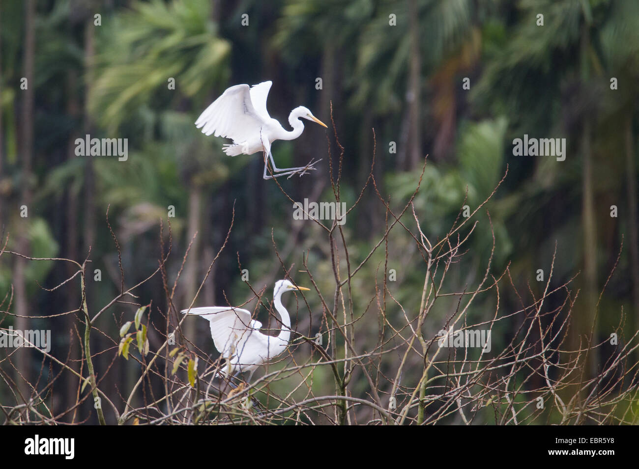 Fishing intermediate egret hi-res stock photography and images - Alamy