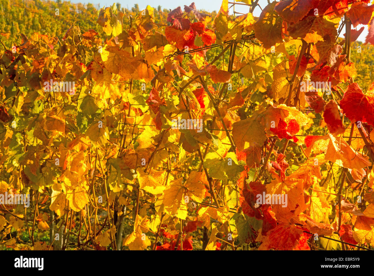 Ahr wine germany hi-res stock photography and images - Alamy