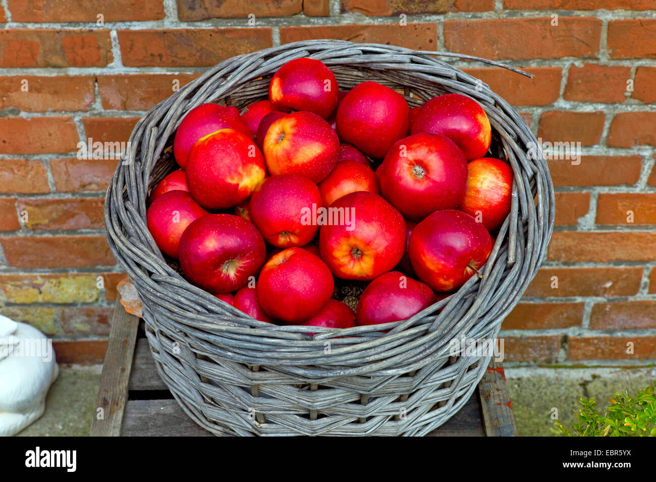apple (Malus domestica), red apples in a basket for selling in the ...