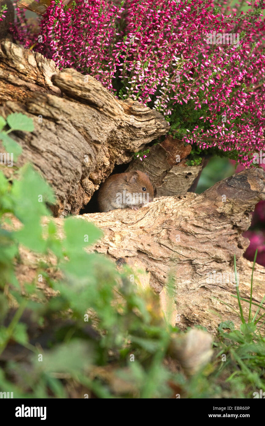 Heather vole hi-res stock photography and images - Alamy