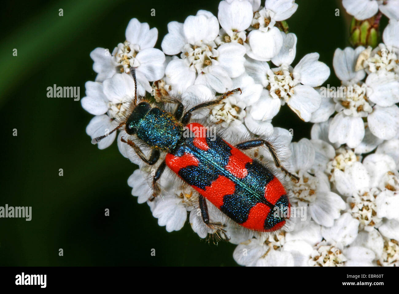 Checkered beetle (Trichodes alvearius), on flowering millefolium ...