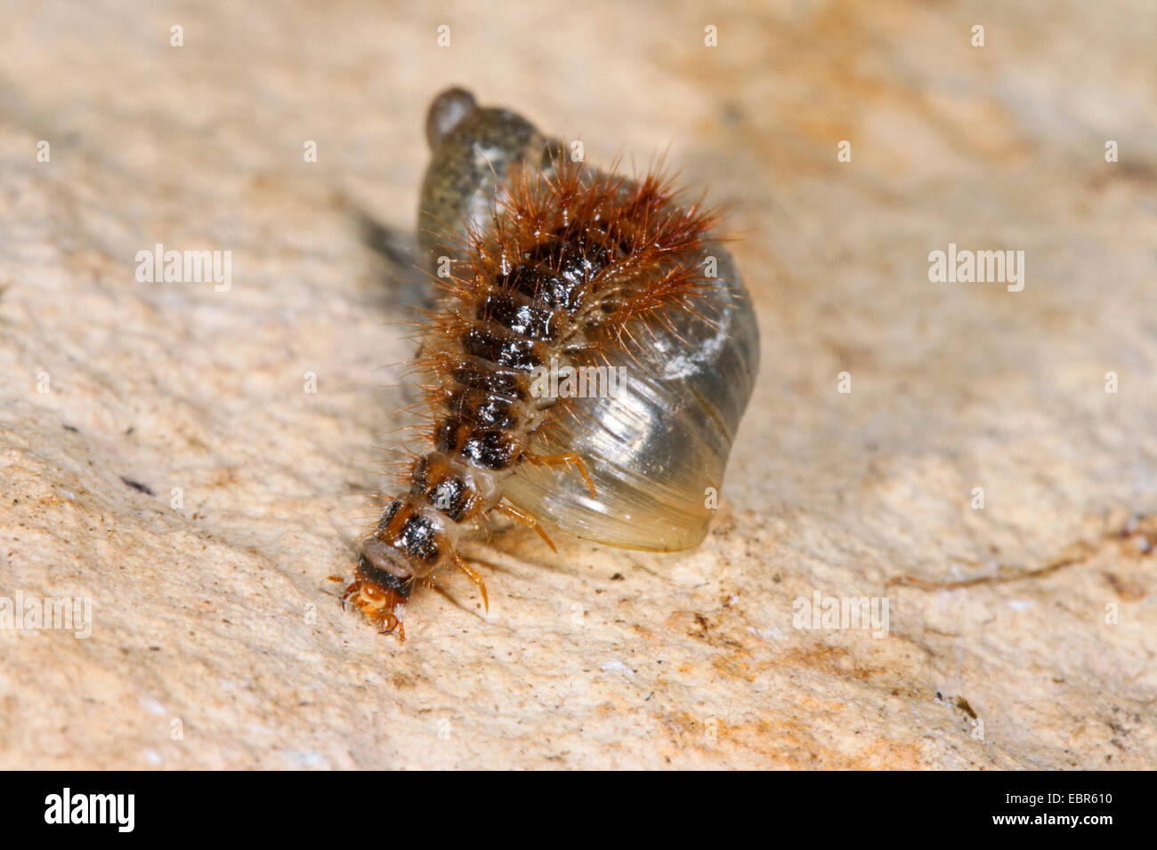 False firefly beetle (Drilus concolor), larva on a snail shell, Germany ...